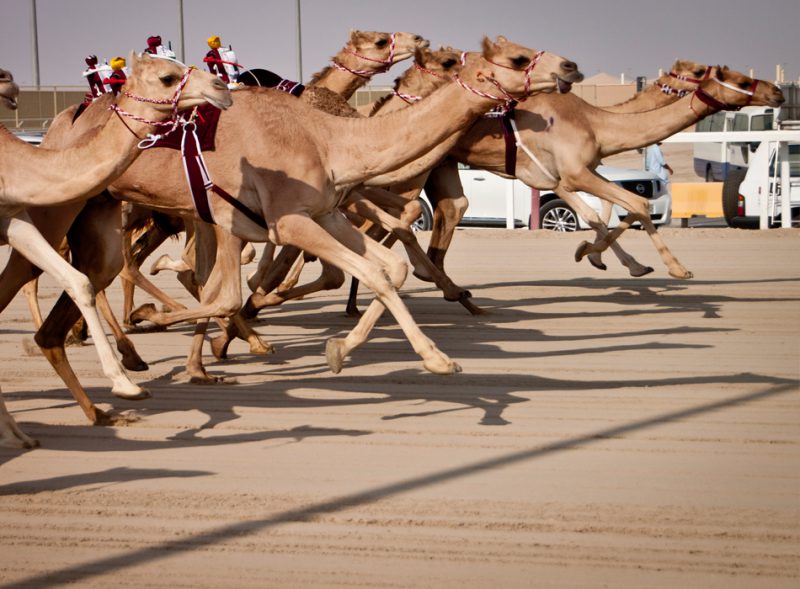 Camel Racing Experience – Qatar Tourisme